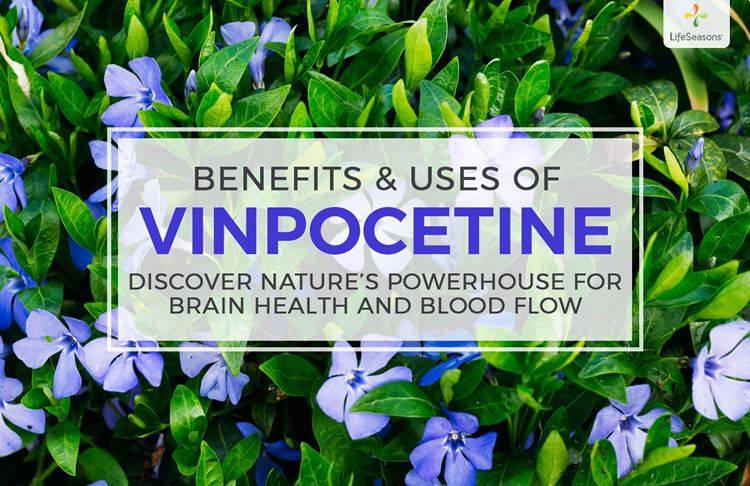 [Vinpocetine Benefits] What is Vinpocetine? | LifeSeasons